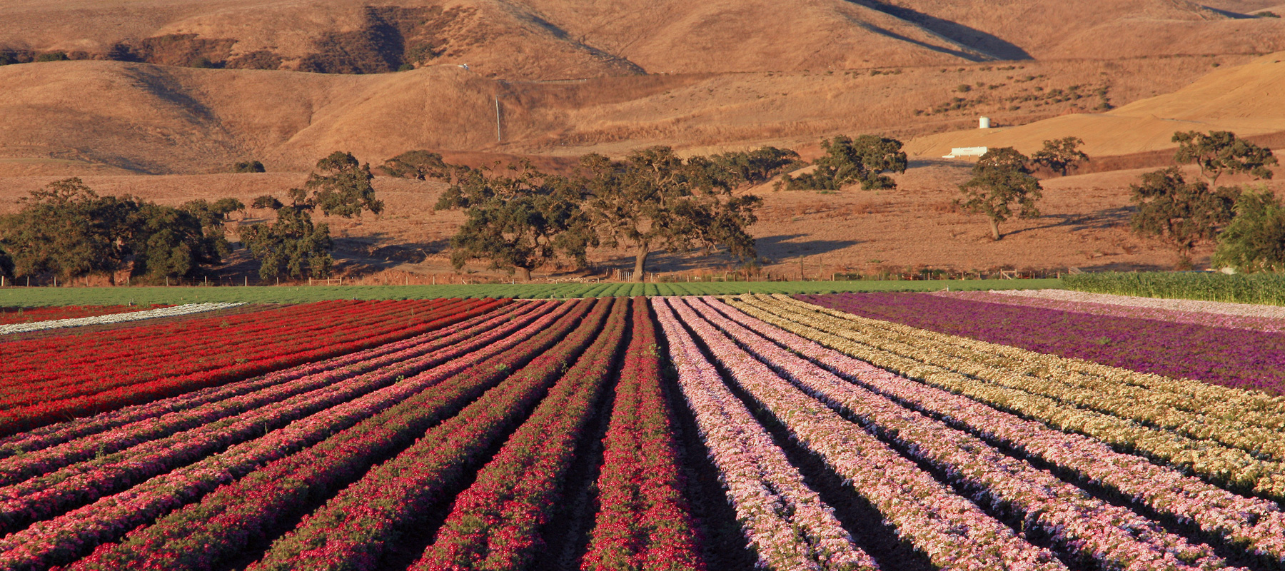 Gilroy Field | Age Friendly Silicon Valley